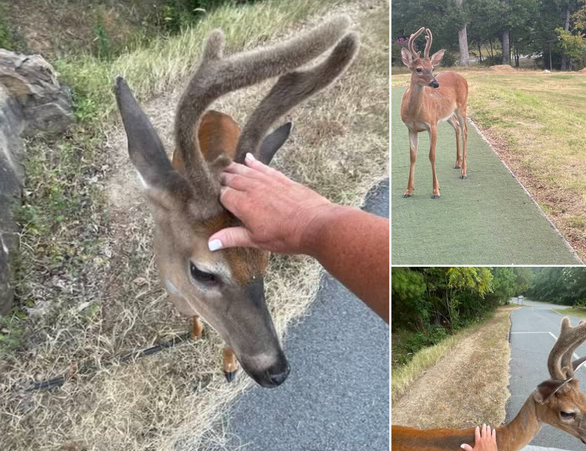PHOTOS: Gorgeous Deer Approaches Local Realtor In Fairfield Bay ...